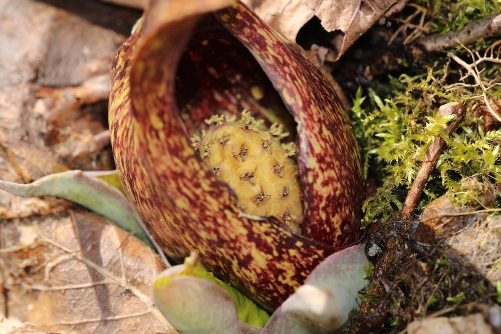 Skunk Cabbage – A Smelly Welcome to Spring | Matthaei Botanical Gardens ...