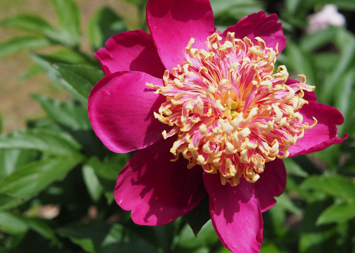 Mikado | Matthaei Botanical Gardens & Nichols Arboretum