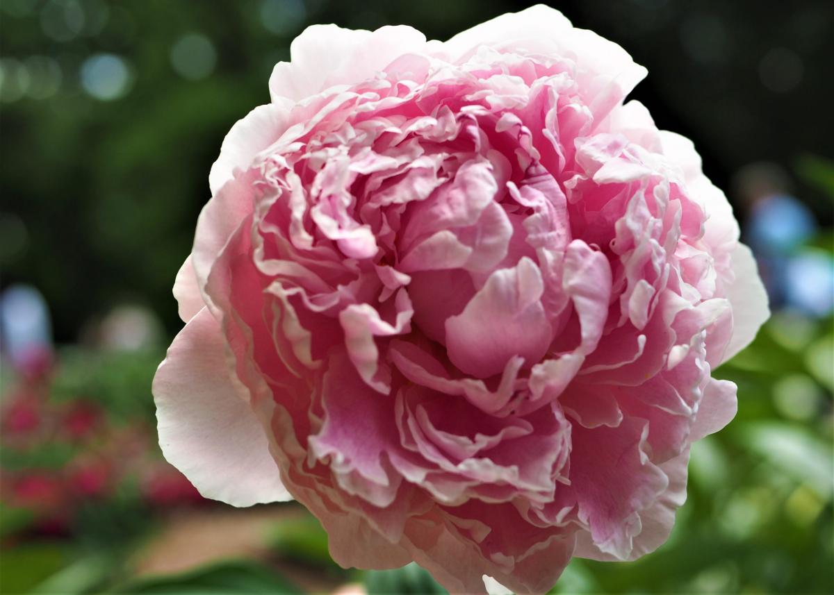 Sarah Bernhardt | Matthaei Botanical Gardens & Nichols Arboretum