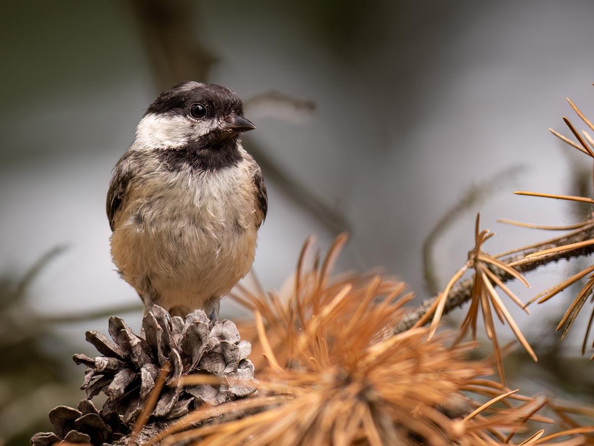 Native Plants Support Local Bird Populations | Matthaei Botanical ...