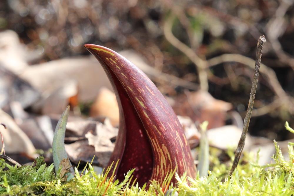 Skunk Cabbage – A Smelly Welcome to Spring | Matthaei Botanical Gardens ...