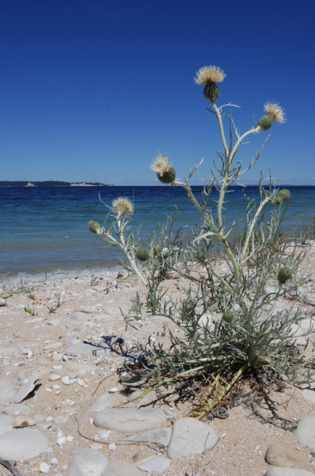 New Rare Plant Census Highlights MBGNA’s Conservation Potential ...