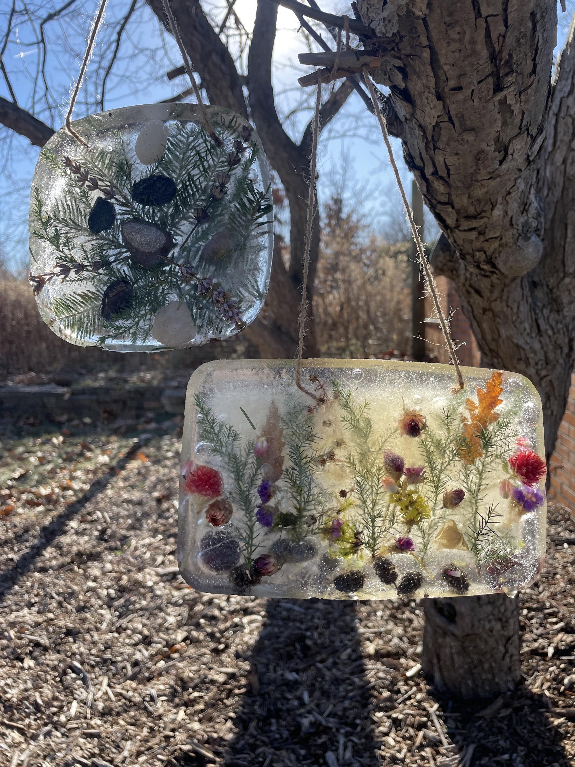 How to Make an Ice Collage | Matthaei Botanical Gardens & Nichols Arboretum