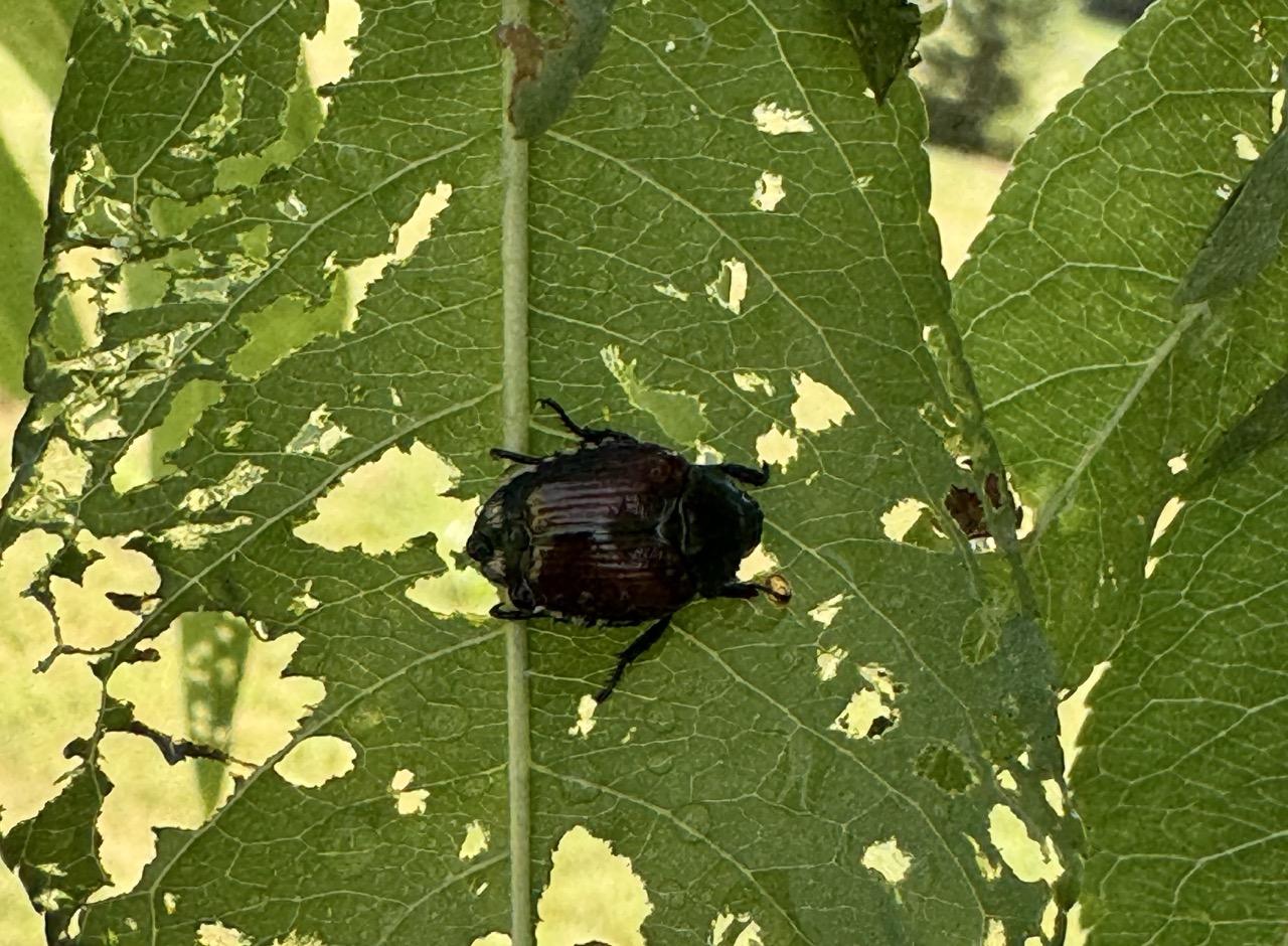 are leaf beetles harmful