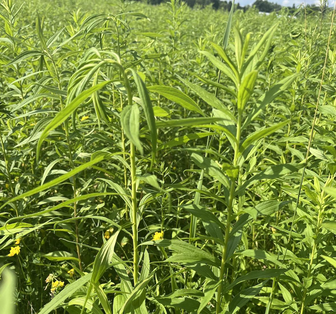 Greenhouse Goldenrod Experiments Explore Effects of Resource Gradients ...