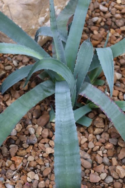 Seedling of 80 yr old Blooming Agave Lives on in the Arid House ...