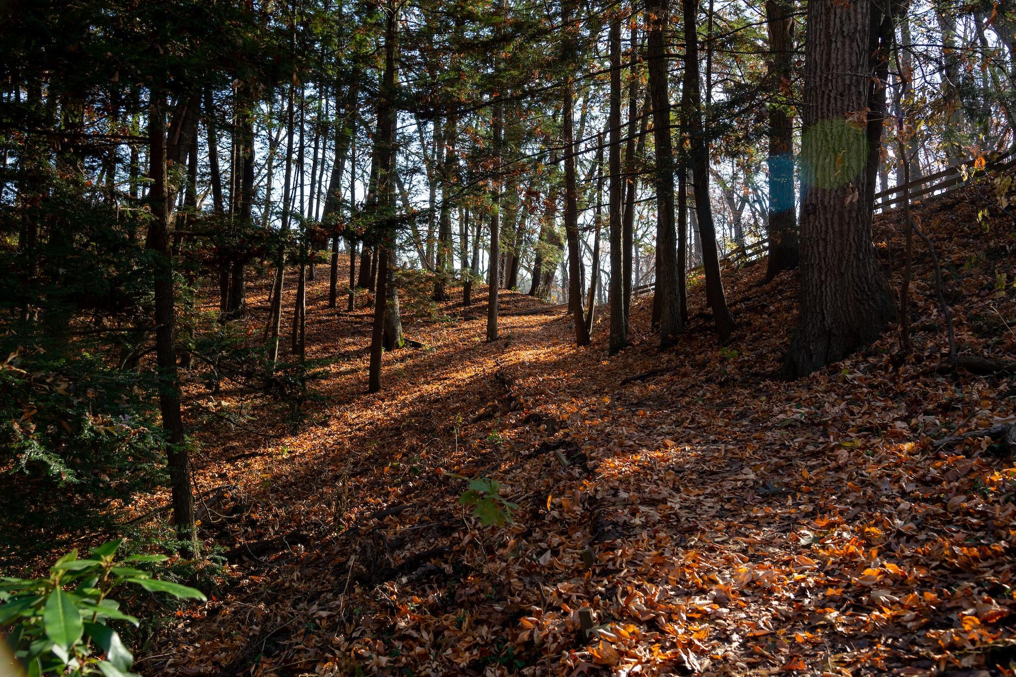 Thinking With(in) the Trees | Matthaei Botanical Gardens & Nichols ...