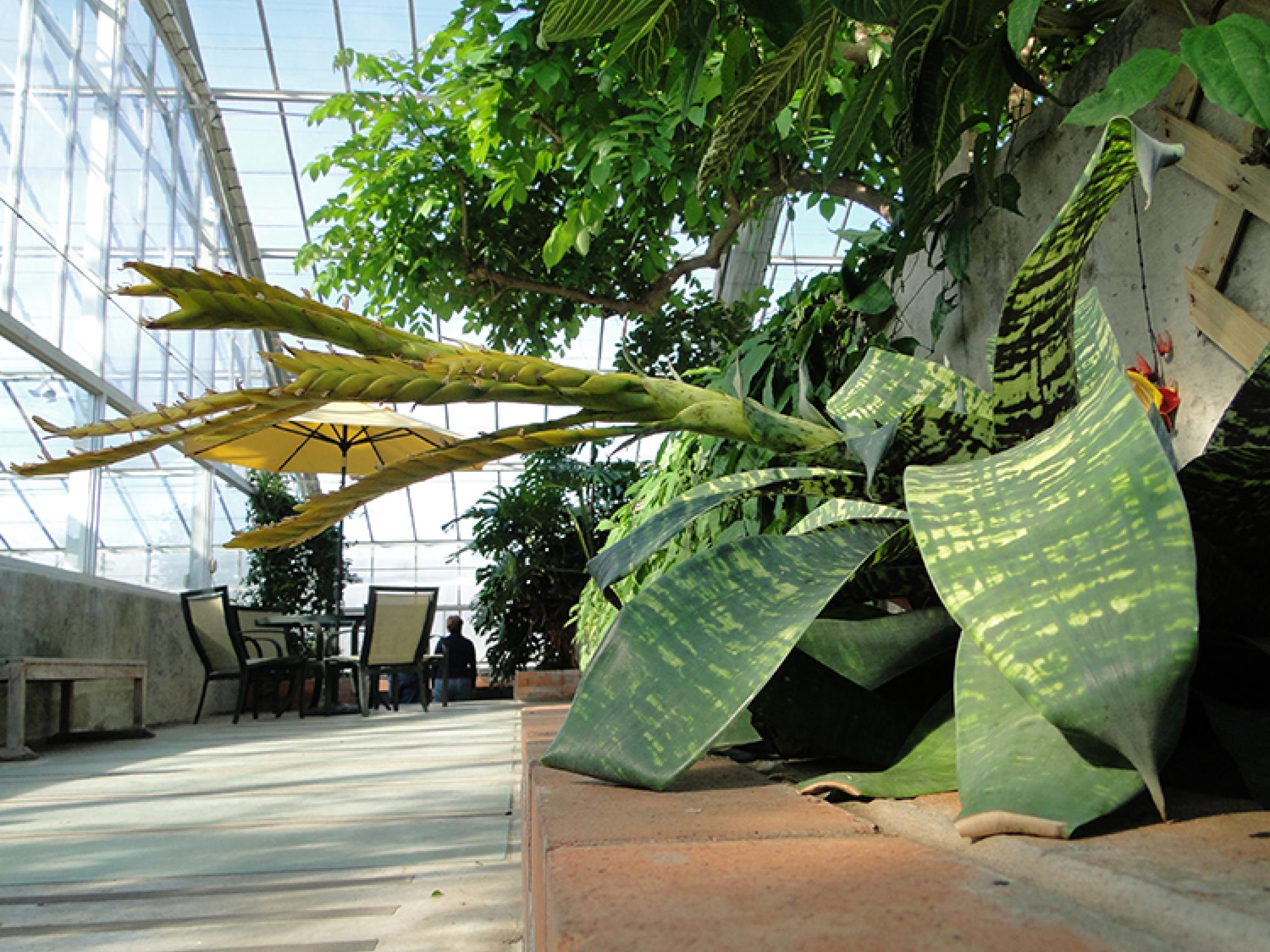Conservatory | Matthaei Botanical Gardens & Nichols Arboretum
