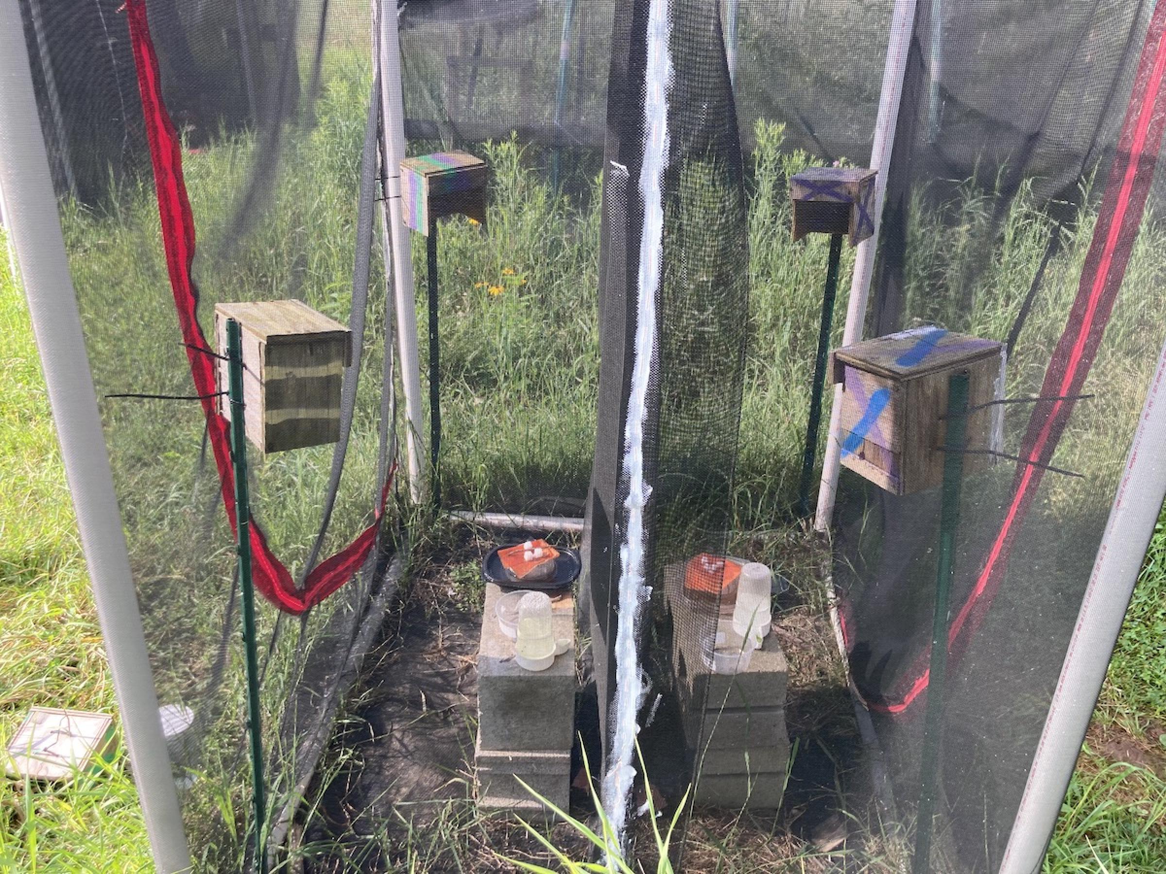 Collaboration is the key to wasp success | Matthaei Botanical Gardens ...