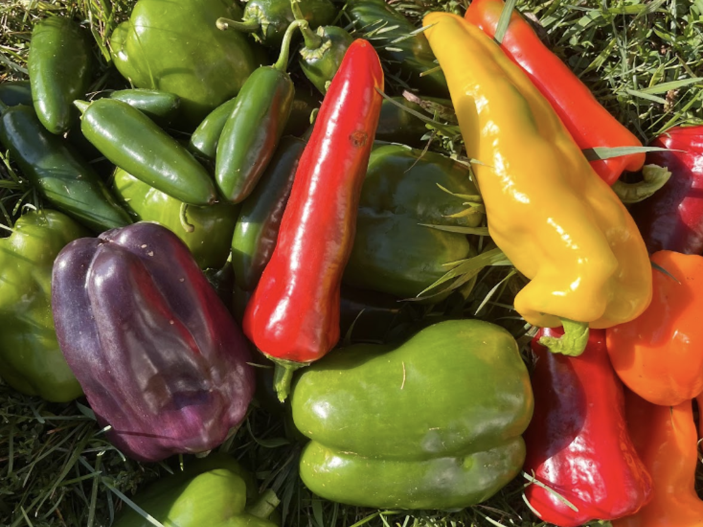 From Farm to Pantry: Empowering Students for Food Equity | Matthaei ...