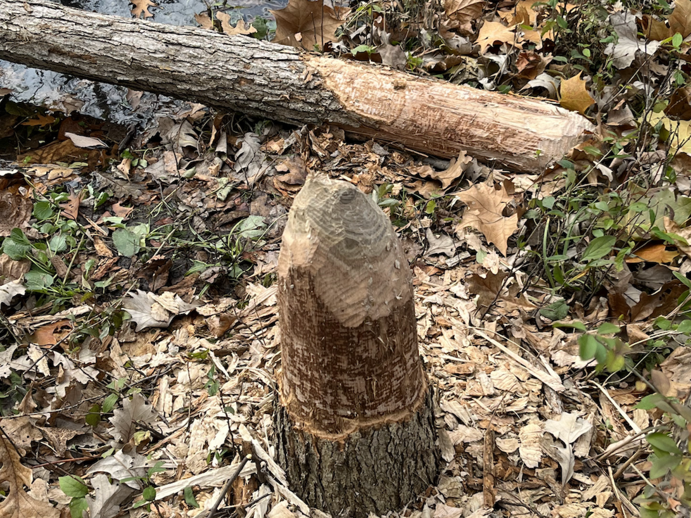 Beavers settle in Fleming Creek | Matthaei Botanical Gardens & Nichols ...