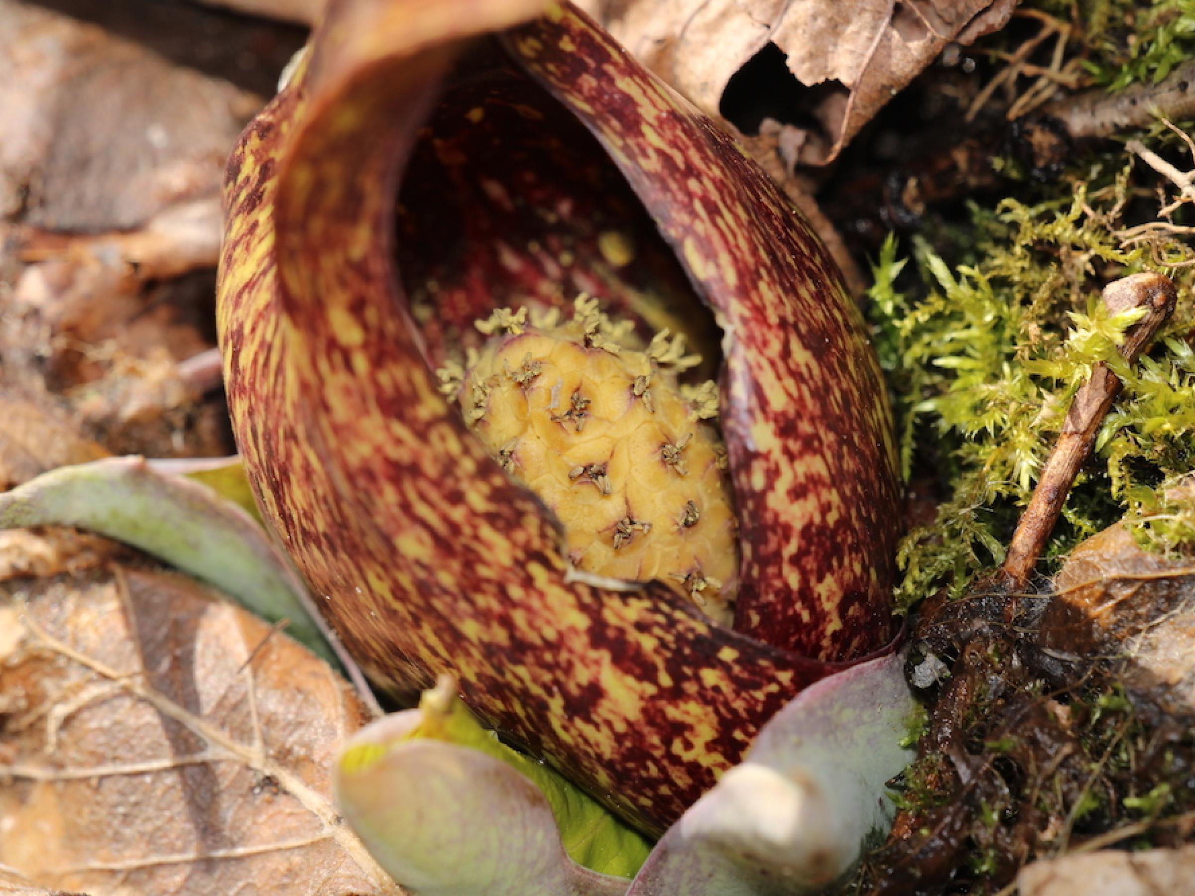 Skunk Cabbage – A Smelly Welcome to Spring | Matthaei Botanical Gardens ...