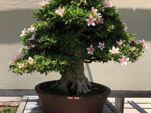 The Styles of Bonsai | Matthaei Botanical Gardens & Nichols Arboretum
