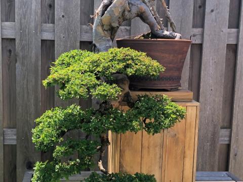 The Styles of Bonsai | Matthaei Botanical Gardens & Nichols Arboretum