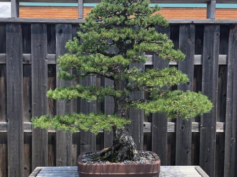 The Styles of Bonsai | Matthaei Botanical Gardens & Nichols Arboretum