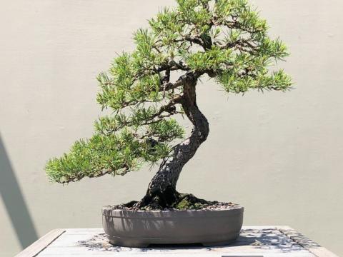 The Styles of Bonsai | Matthaei Botanical Gardens & Nichols Arboretum