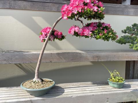 The Styles of Bonsai | Matthaei Botanical Gardens & Nichols Arboretum