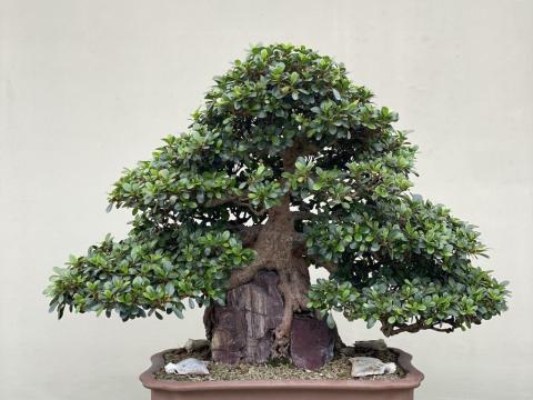 The Styles of Bonsai | Matthaei Botanical Gardens & Nichols Arboretum